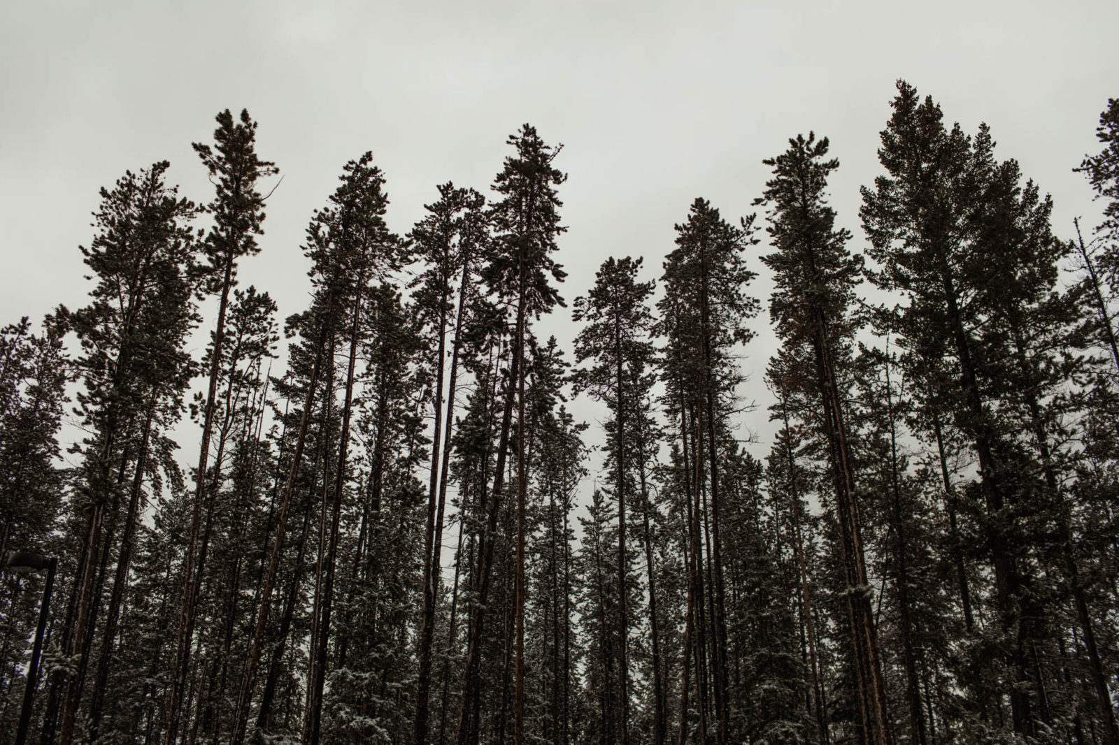 Canmore Wedding Photographer - Willow and Wolf Banff Elopement ...